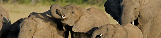 African elephant cull